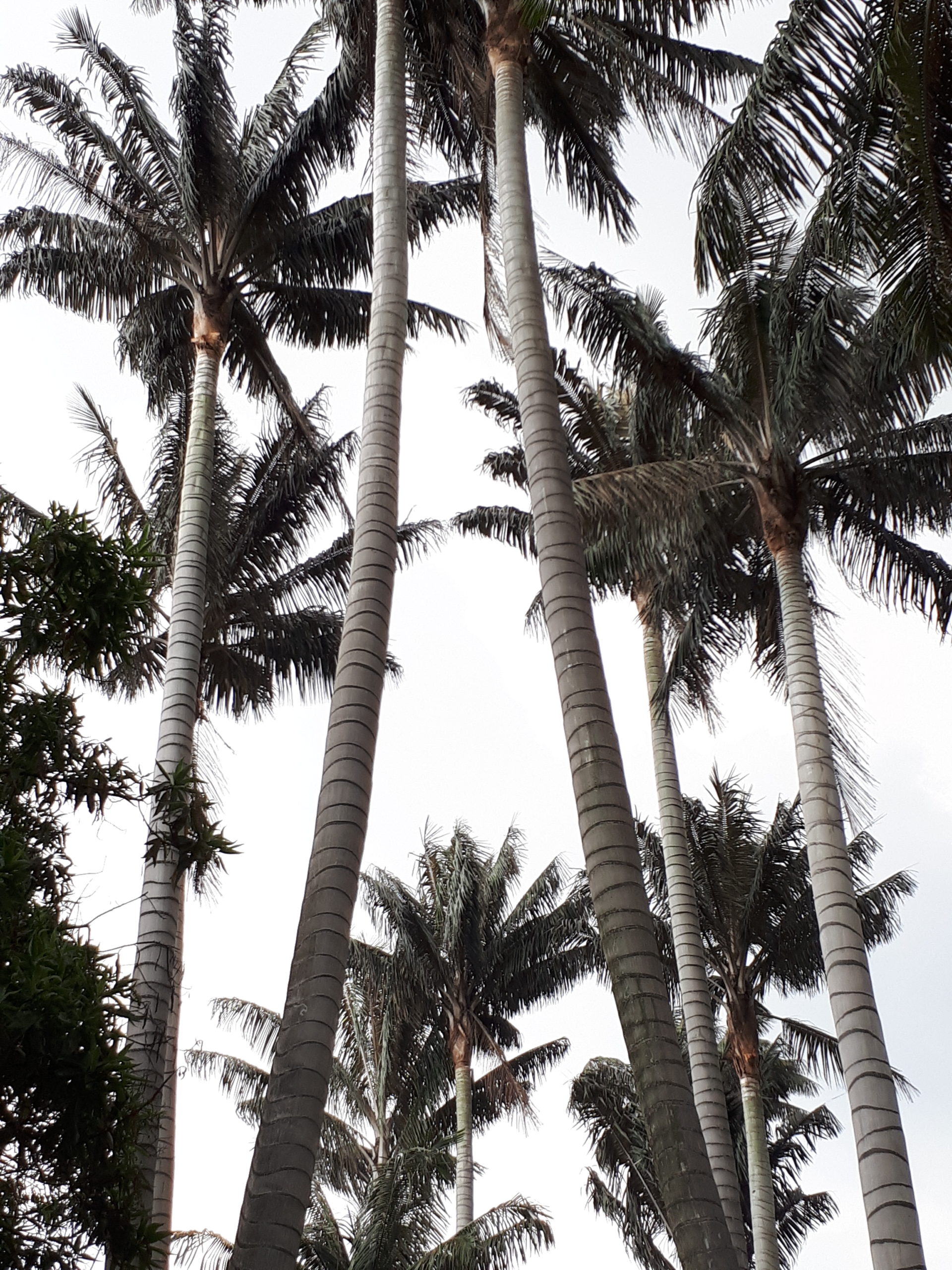 The Stunning Botanical Gardens in Bogotá Colombia ~ DownshiftingPRO