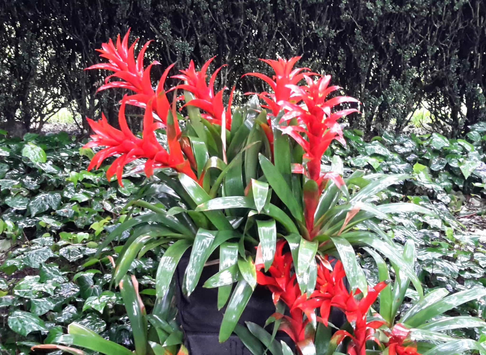 The Stunning Botanical Gardens in Bogotá Colombia ~ DownshiftingPRO